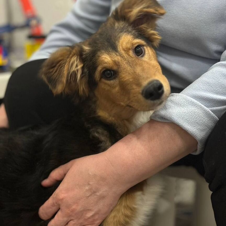 Собака в добрые руки