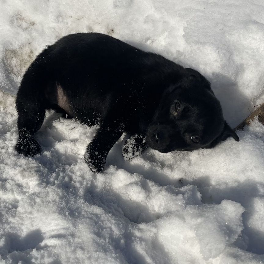 Щенок в добрые руки