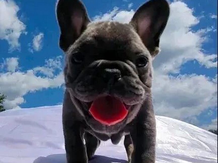 Щенята французского бульдога