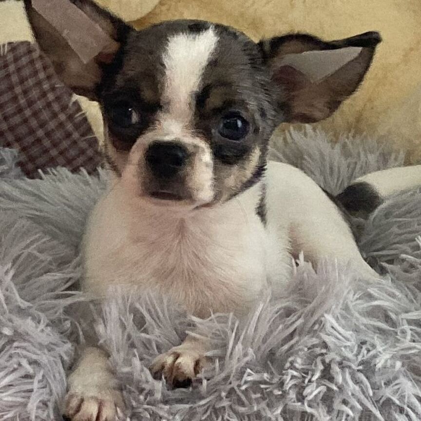 Чихуахуа, щенок