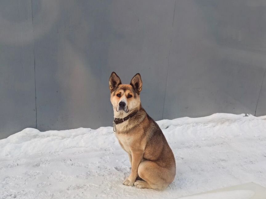 Собака девочка 2.5 года