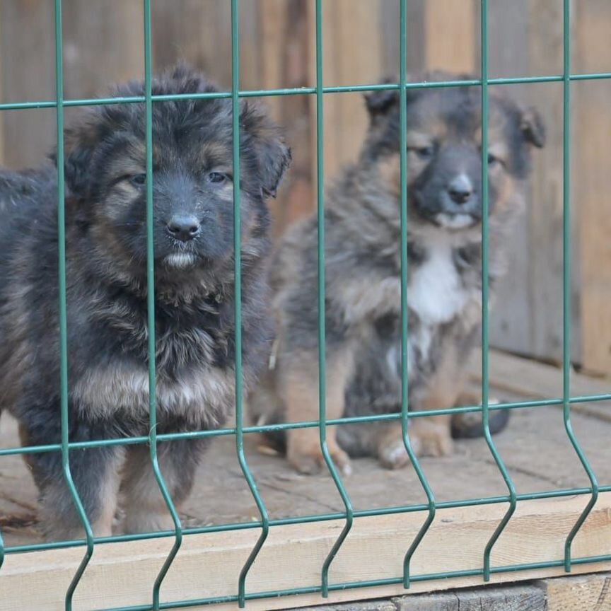 Ищут ответственных родителей