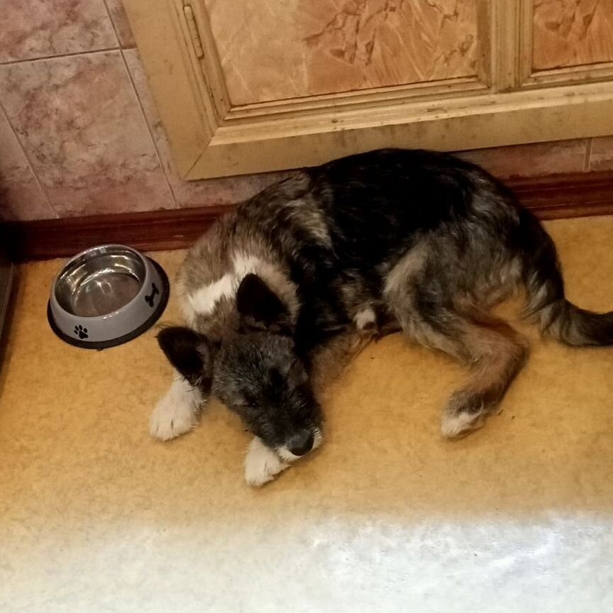 Щенок в добрые руки