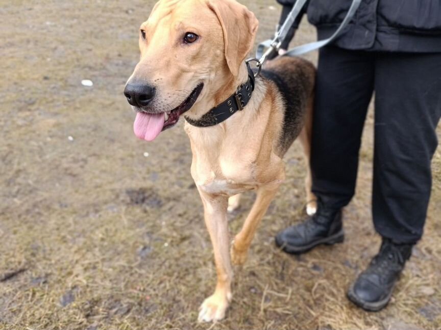 Собака, гончая в добрые руки