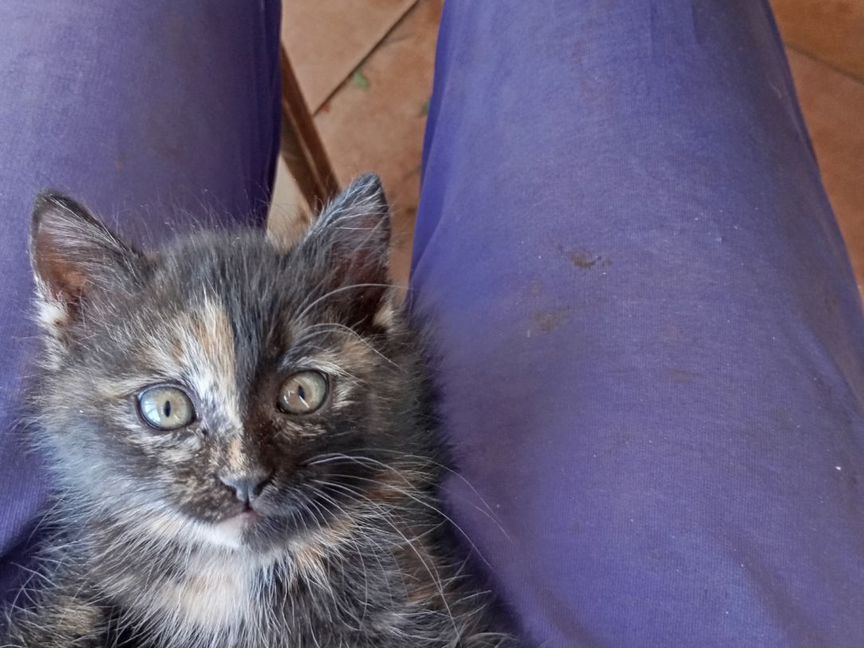 Котёнок в дар