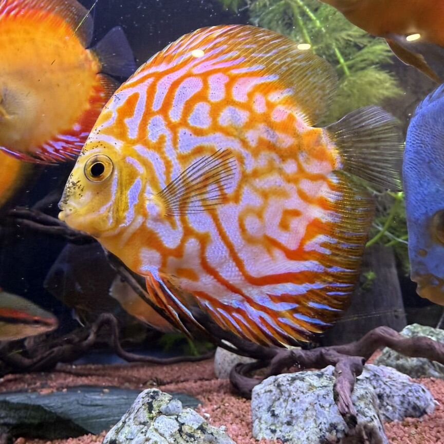 Дискус Пиджен мальборо