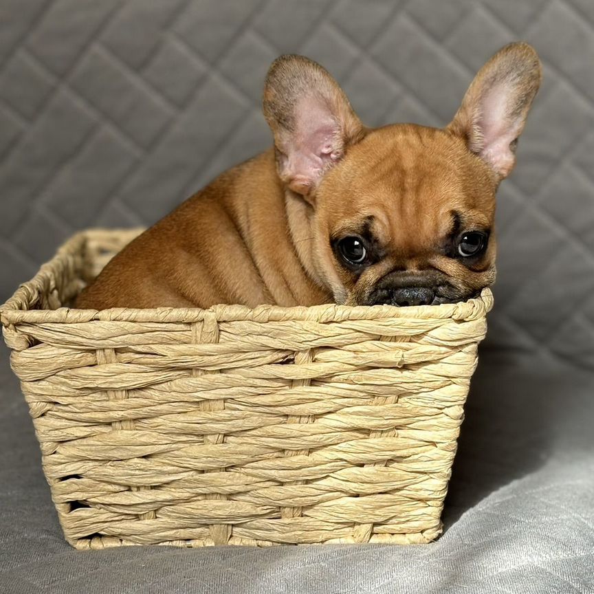 Француз девочка