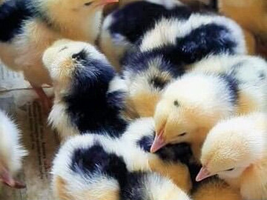 Цыплята Австралорпа