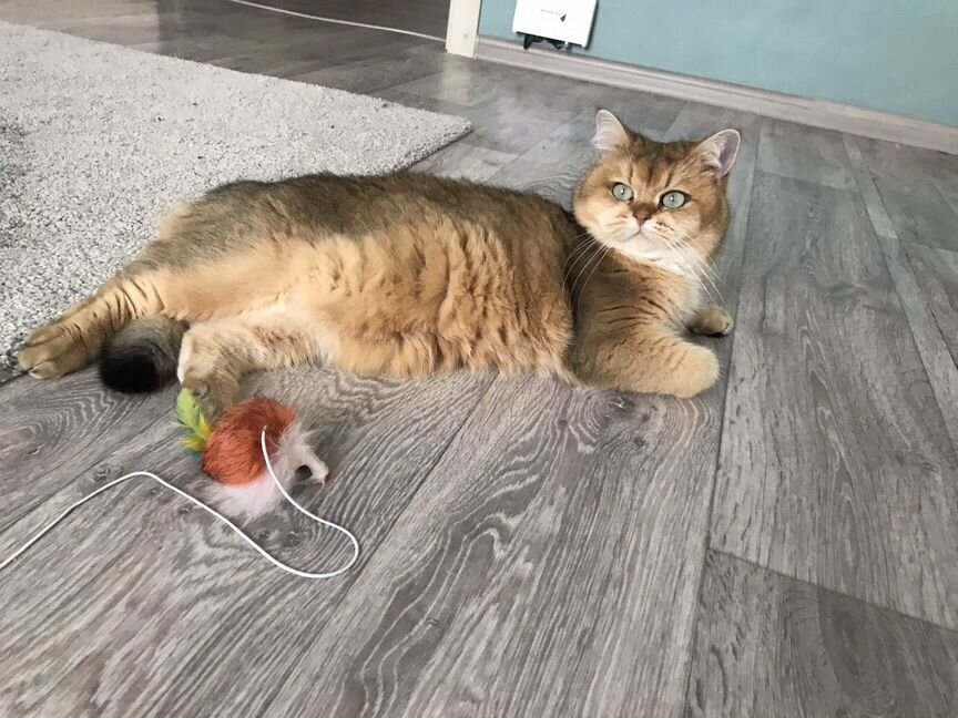Кошка золотая шиншилла