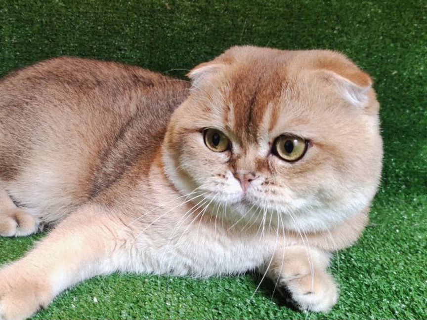 Вязка кот вислоухий