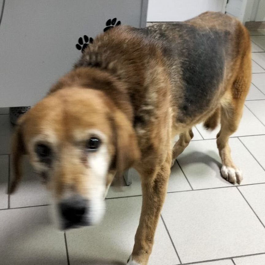 Взрослый пёс в добрые руки