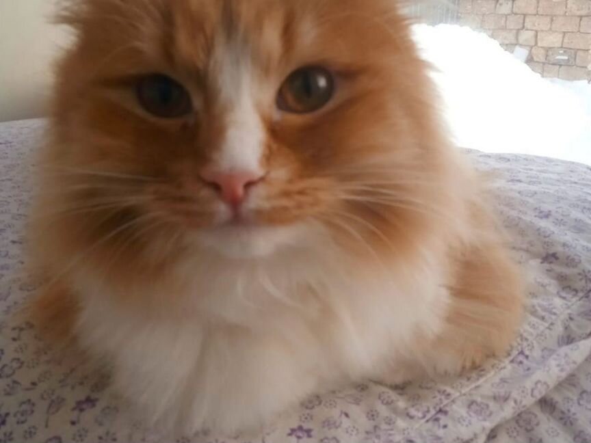 Кошка ищет дом