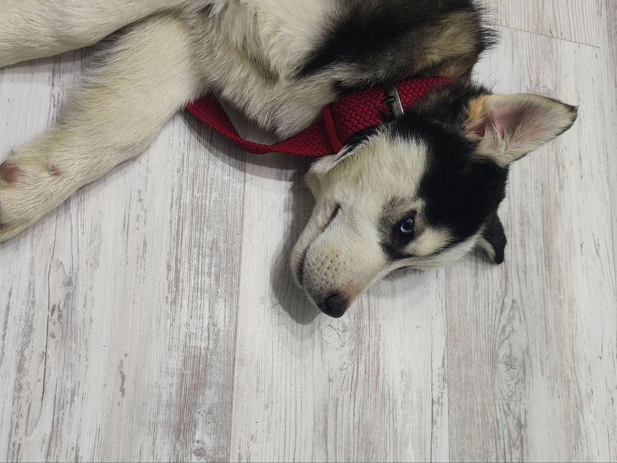 Щенки Хаски бесплатно