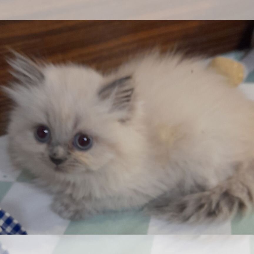 Кошечки Шотландские 1,5 мес