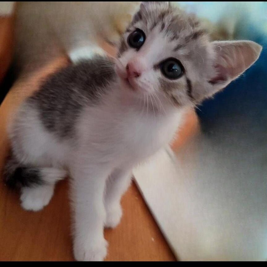 Котята в добрые руки приучены к лотку