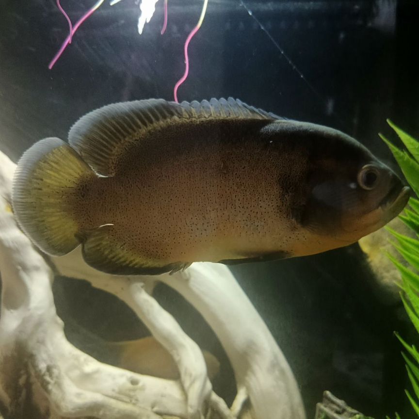 Рыба астронотус