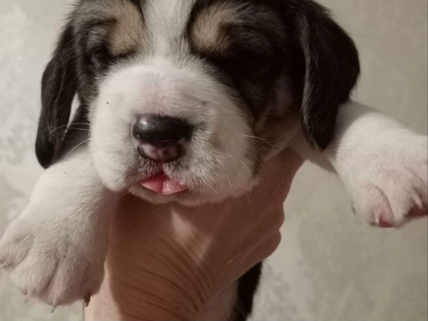 Собаки щенки бигль