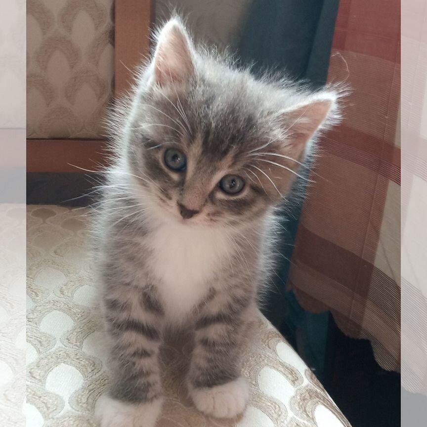 Кисонька