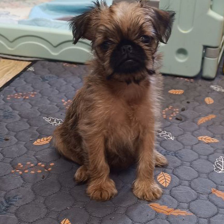 Брюссельский гриффон, щенок