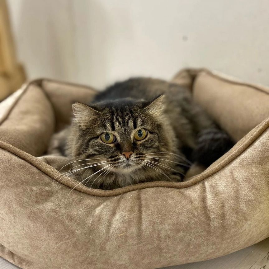 Кошка