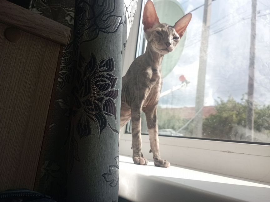 Продам кошечку. В добрые руки