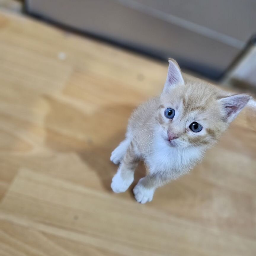 Котенок