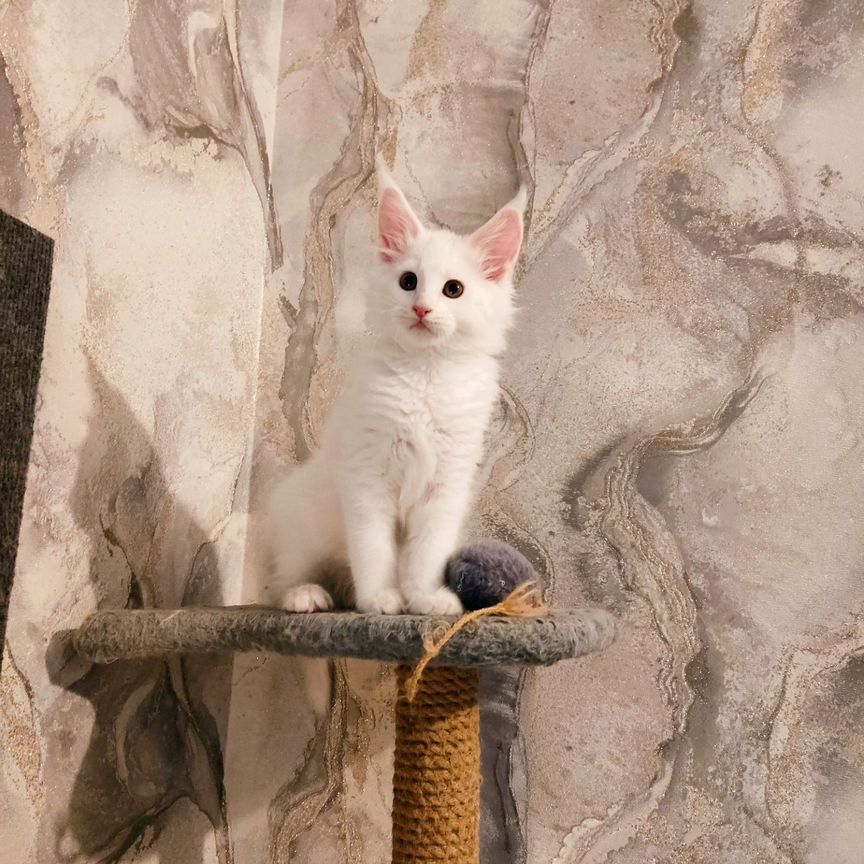 В продаже Мейн-кун девочка