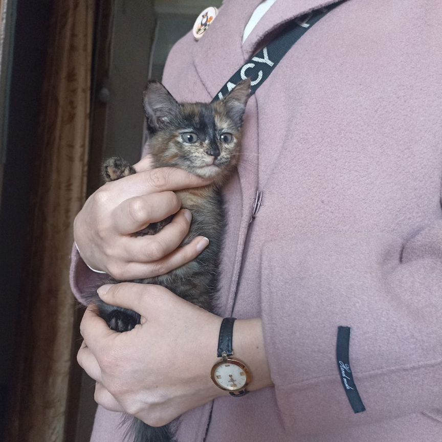 Котёнок в добрые руки