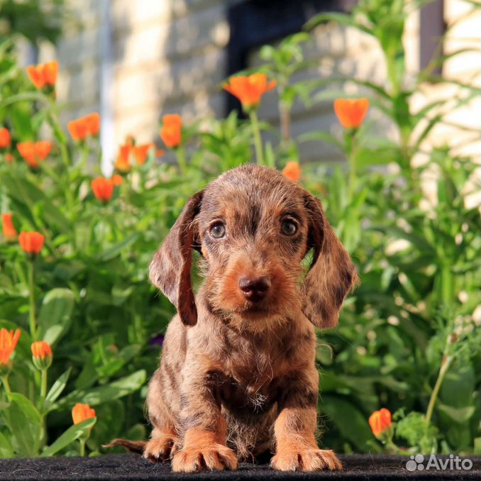 Мраморный кролик