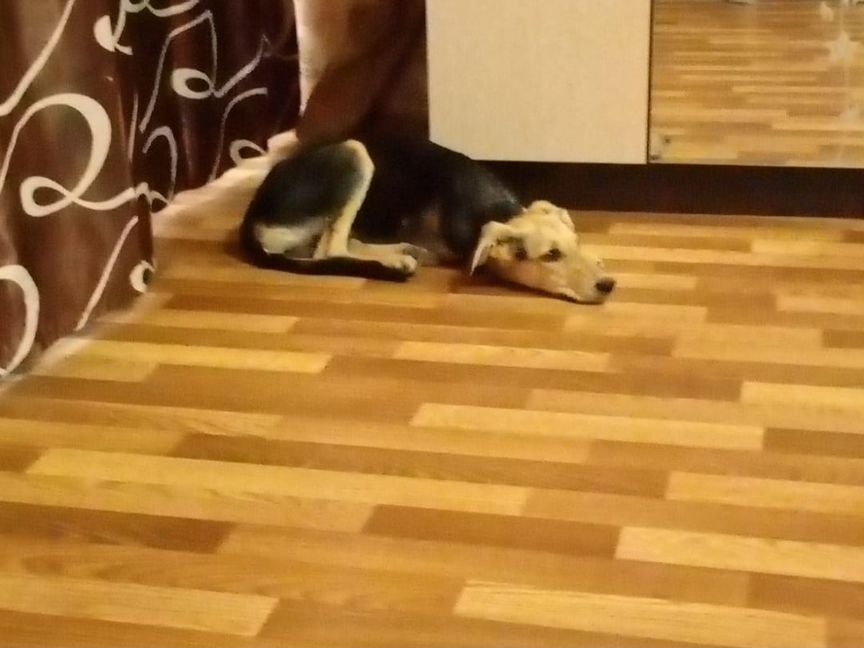 Собака