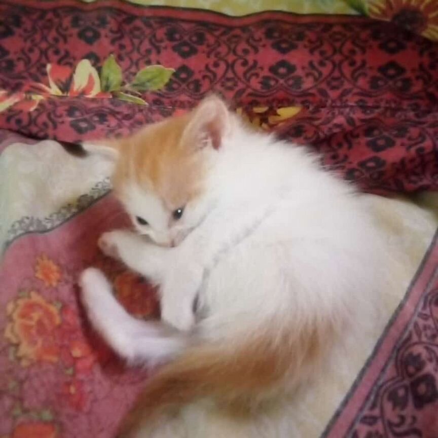 Котёнок на недельку
