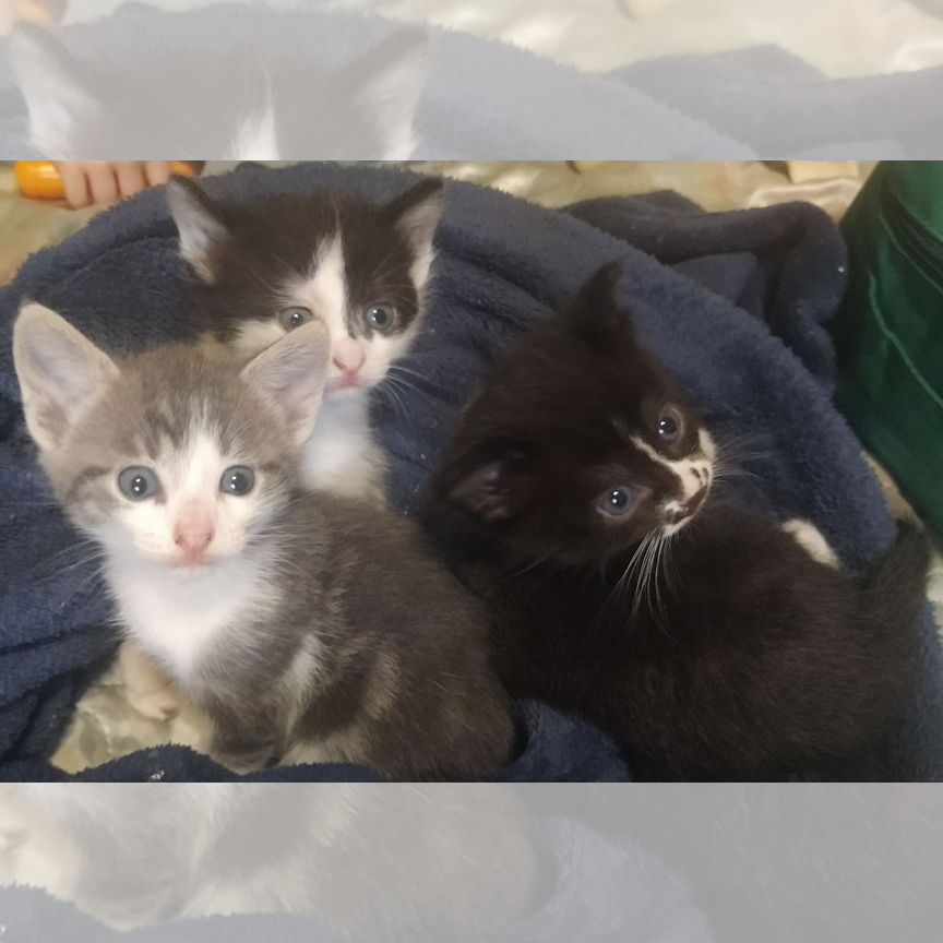 3 котенка черный серый и белый