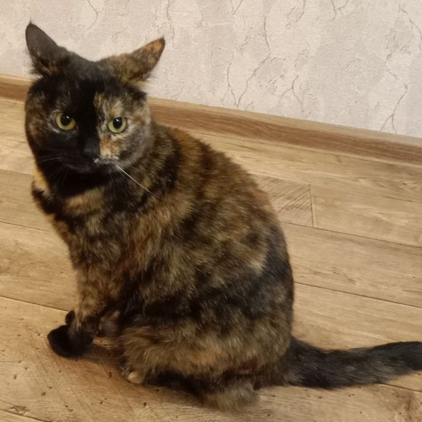 Кошка черепашка