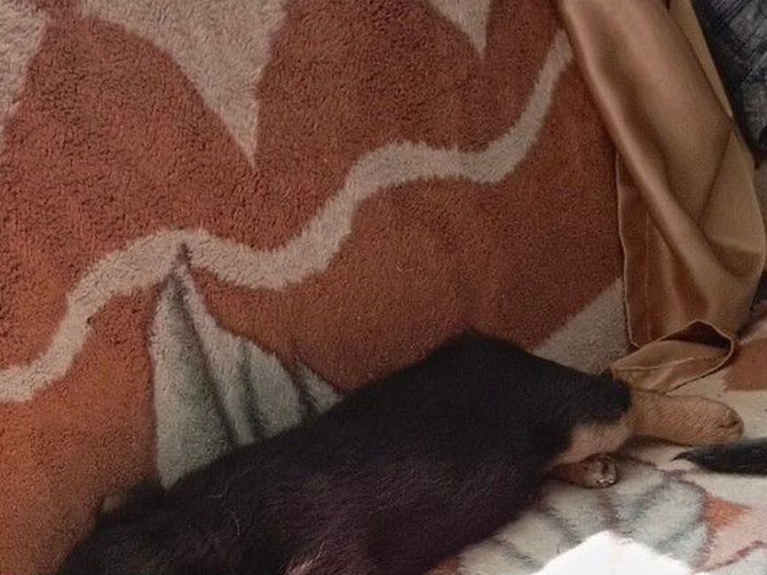 Щенки помесь вальштерьера и японского Хина