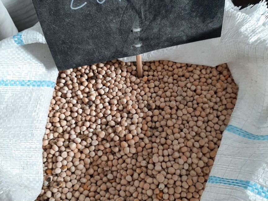 Горох кормовой
