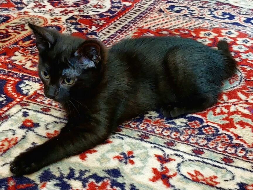 Спаси и защити их. И У тебя всё будет В шоколаде