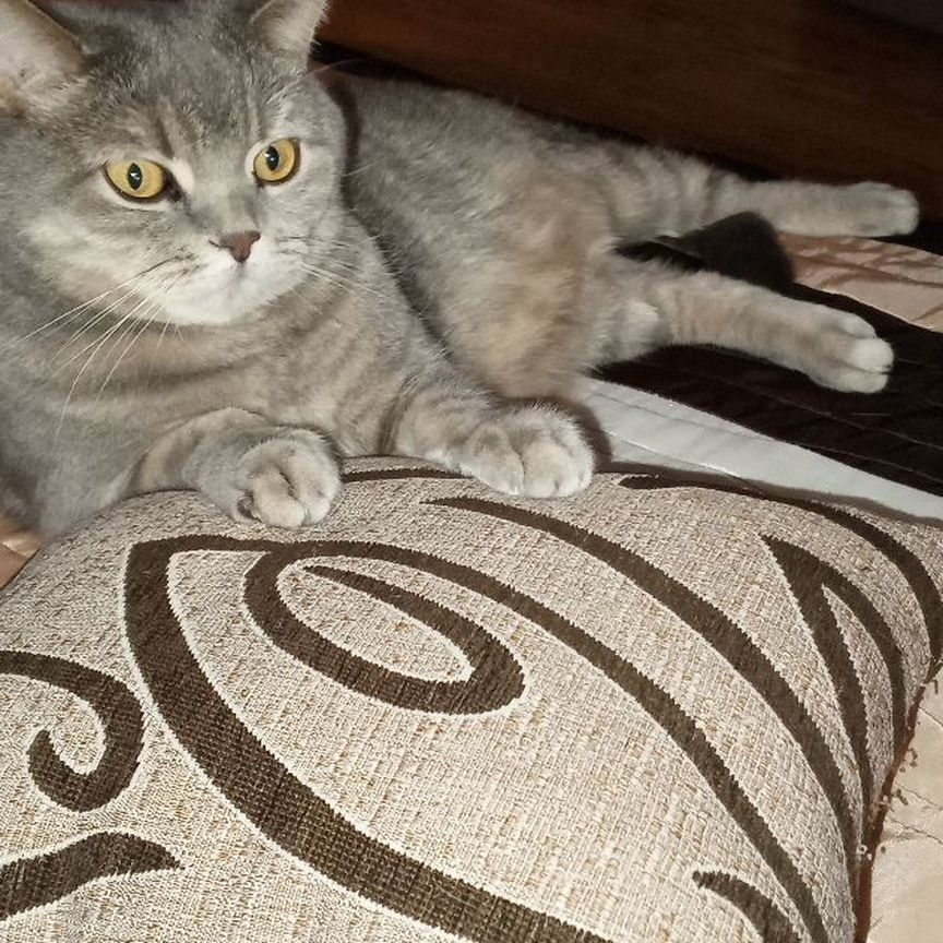 Ласковый котейка ищет дом