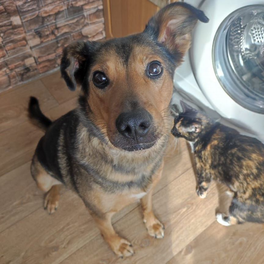 Милая Собака Джесси в добрые руки