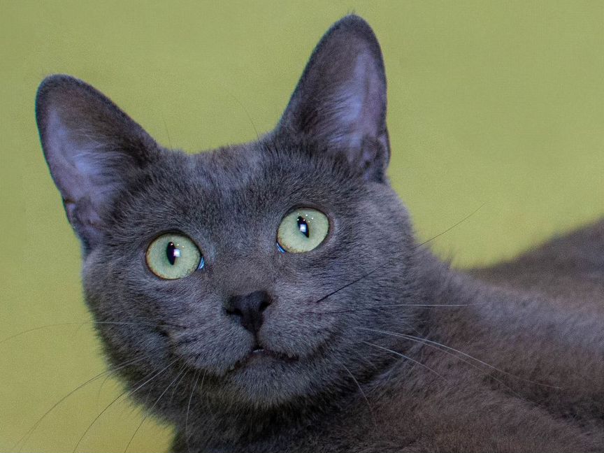 Котик-обнимашка и улыбашка Байлу ищет семью