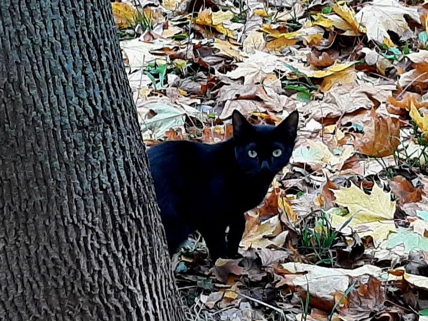 У кошки снесли дом
