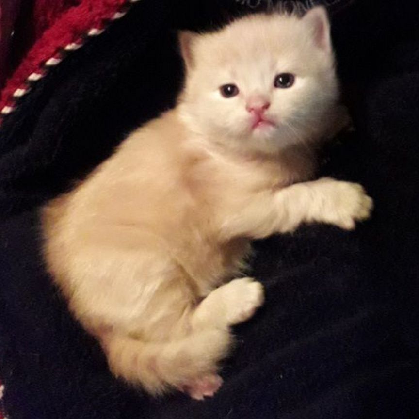 Шотландский котик прямоушка