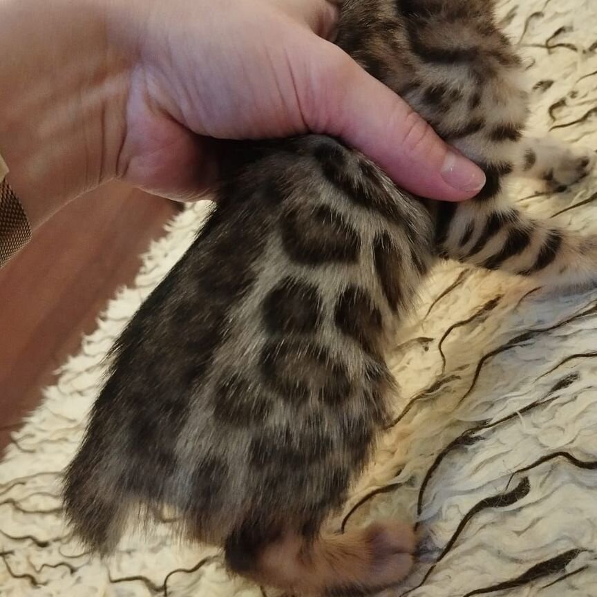 Бенгальские котята с документами