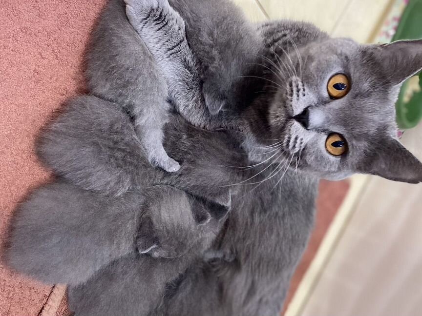 Британские плюшевые котята