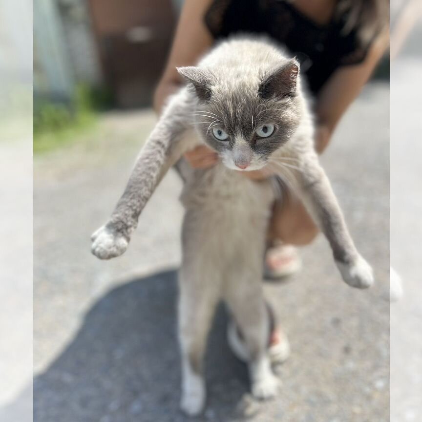Сиамский котёнок
