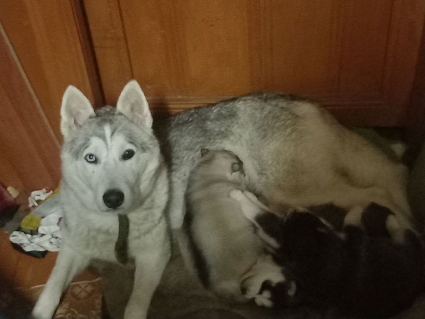 Чудесные хасята)