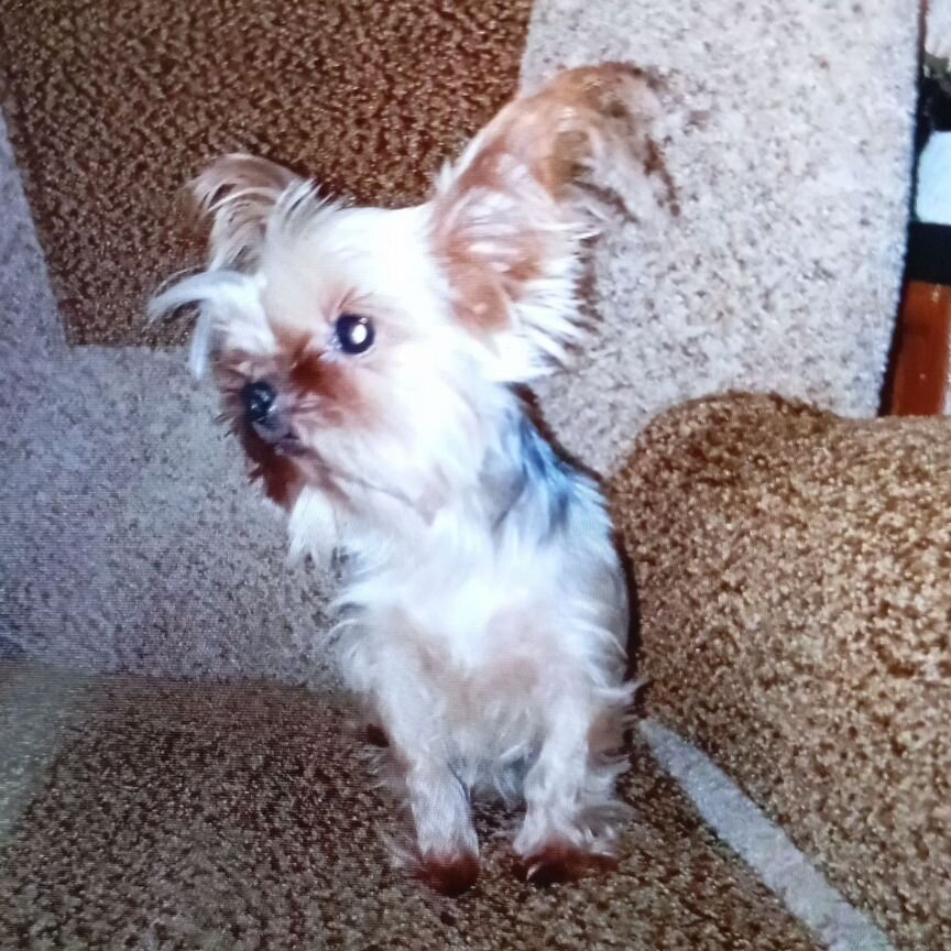 Минийорочка