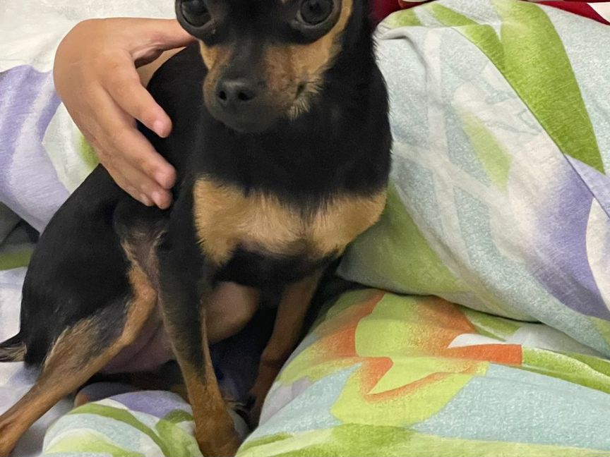 Мини Той-терьер