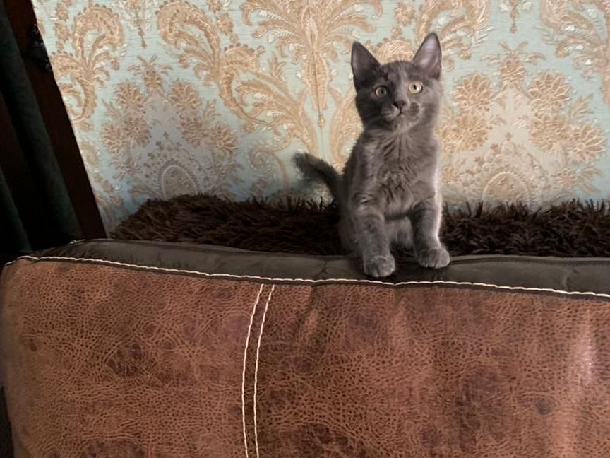 Кошечка метиска