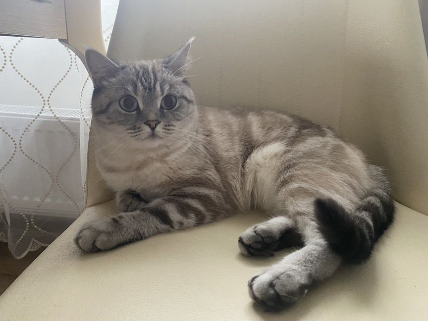Кошки породистые