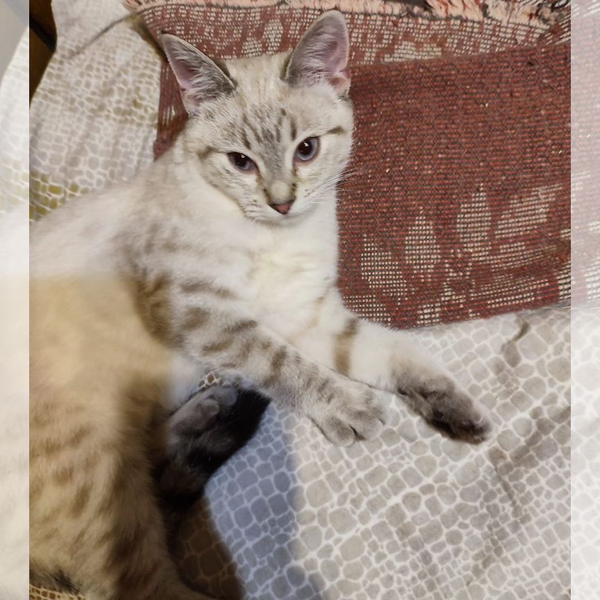 Котёнок в добрые руки